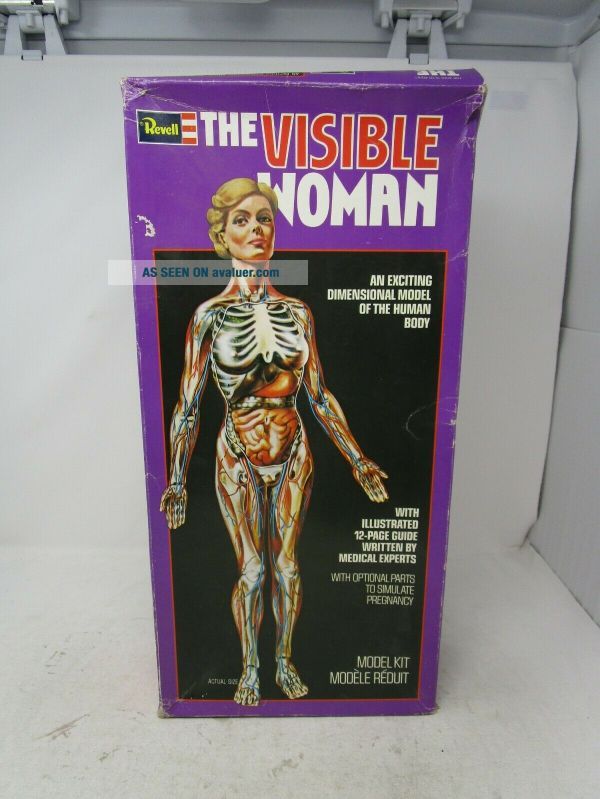 Vintage 1987 Revell THE VISIBLE WOMAN Human Body Model Kit 15 " | #33237964