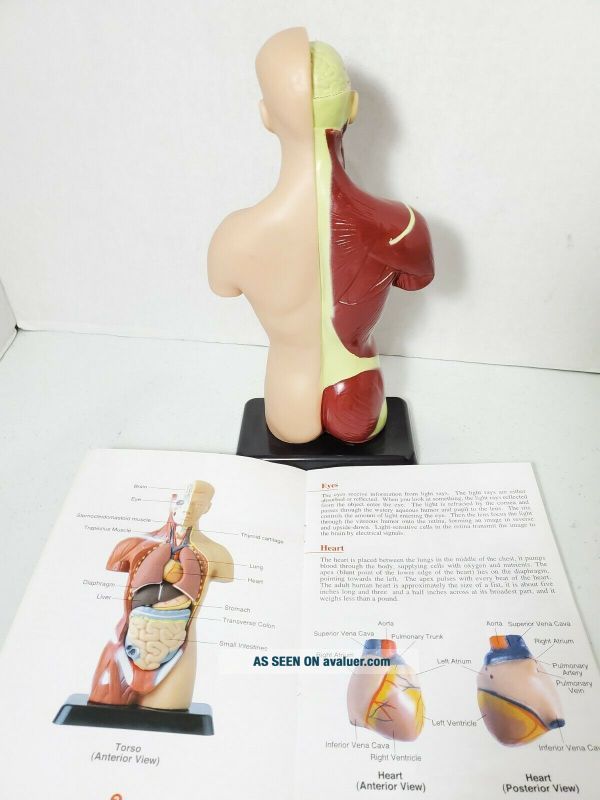 Human Body Learning EDU Science Anatomy 10 In. Model Kit W/ CD Rom ...