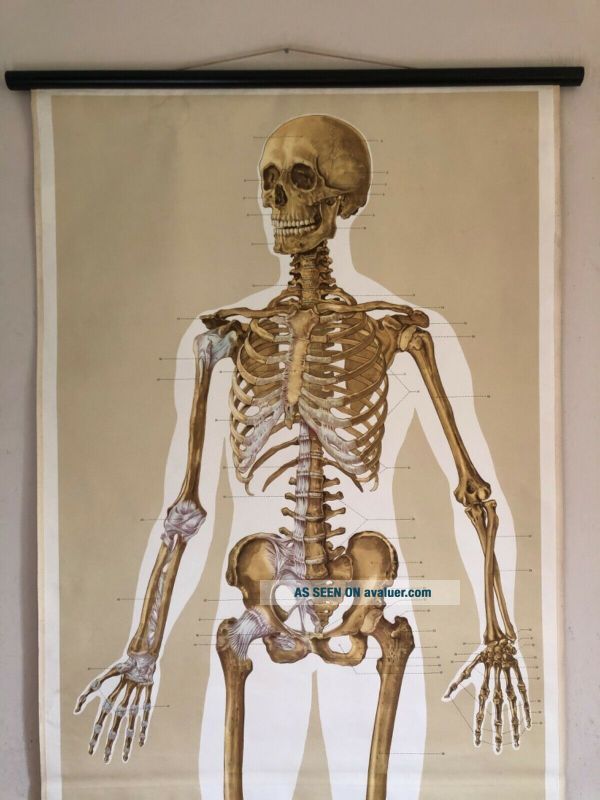 Vintage FULL BODY SKELETON School Chart Anatomy MEDICAL SCHOOL WALL ...