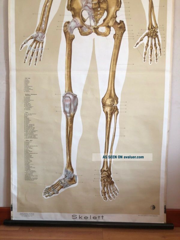 Vintage FULL BODY SKELETON School Chart Anatomy MEDICAL SCHOOL WALL ...