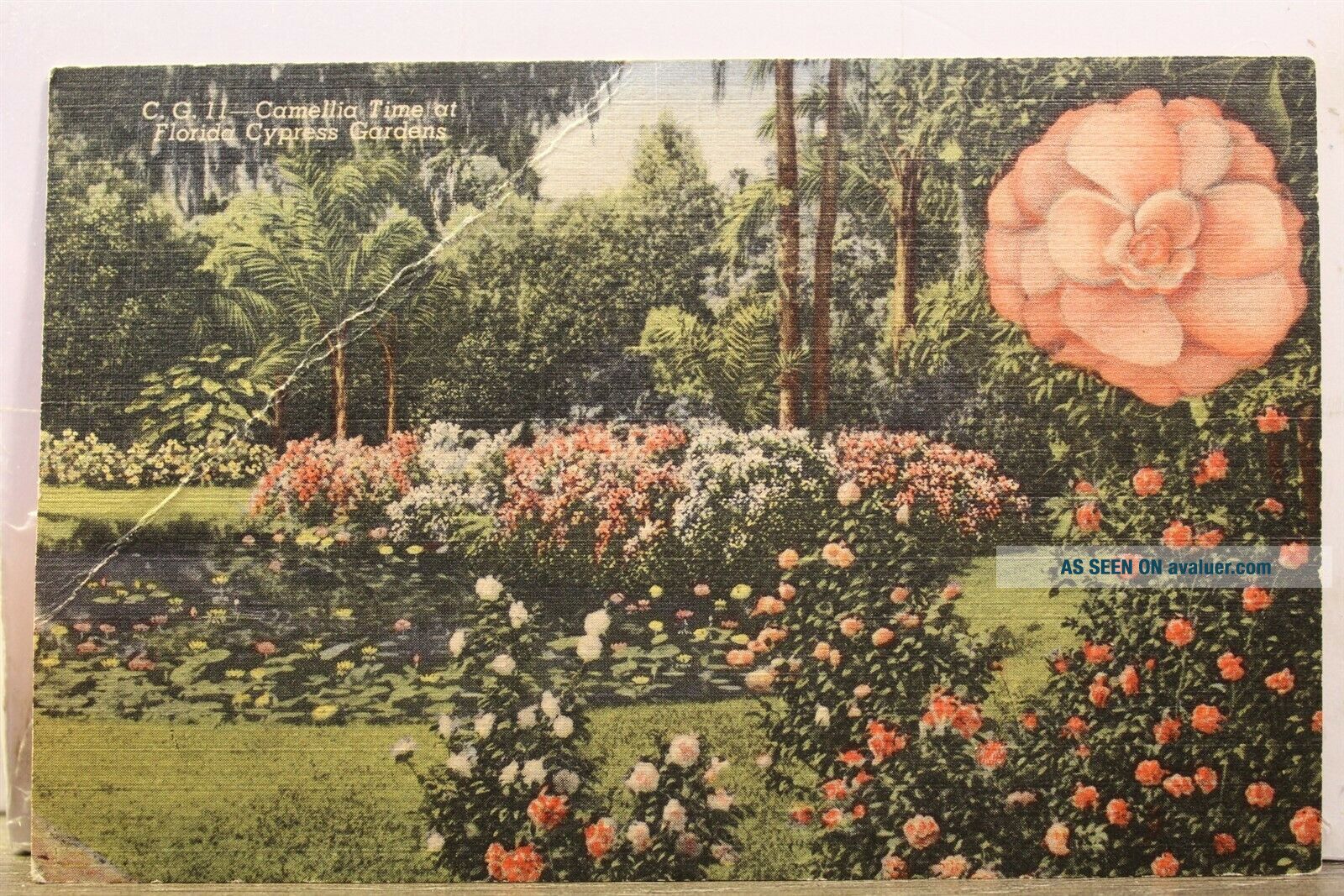 Florida FL Cypress Gardens Camellia Time Postcard Old Vintage Card View ...
