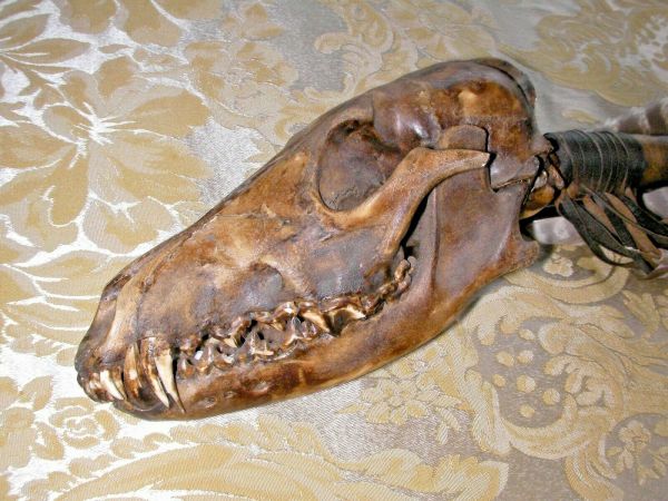 Native American Indian Antique Artifact Ceremonial Spirit Stick Coyote ...